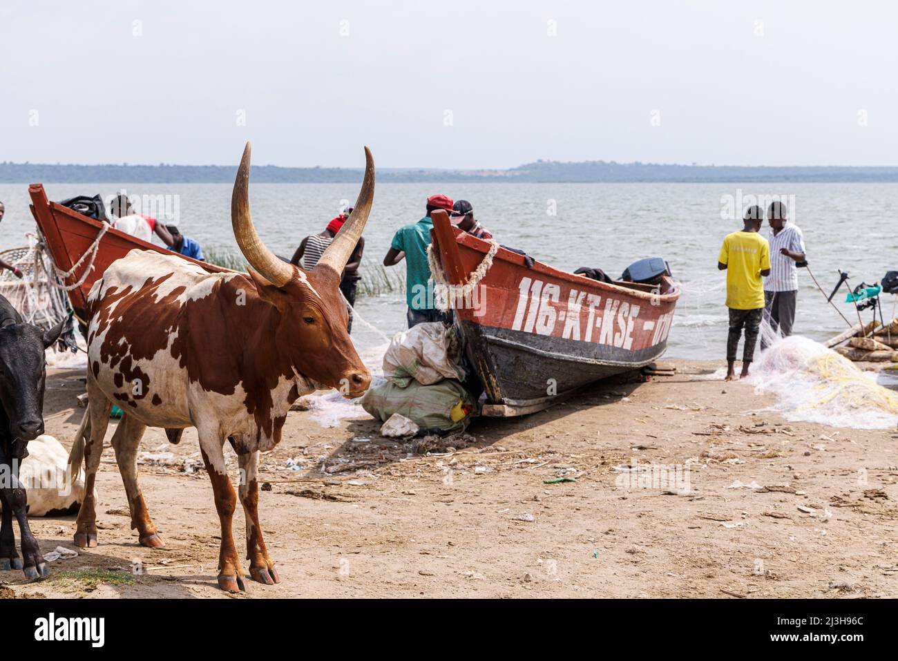 Africa uganda uganda fishing hi-res stock photography and images - Alamy