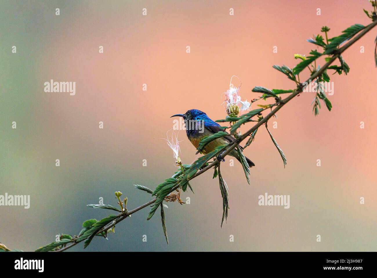 Uganda, Kabarole district, Fort Portal, sunbird Stock Photo - Alamy