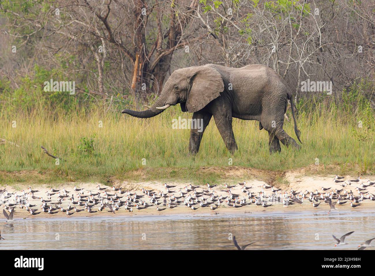 Uganda, Nwoya District, Pakwach, Murchison falls National Park ...