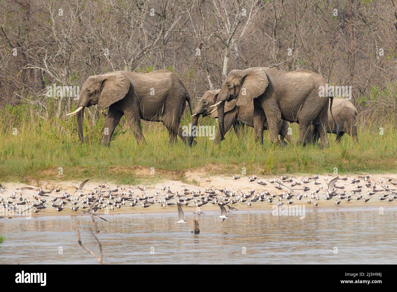 Uganda, Nwoya District, Pakwach, Murchison falls National Park ...