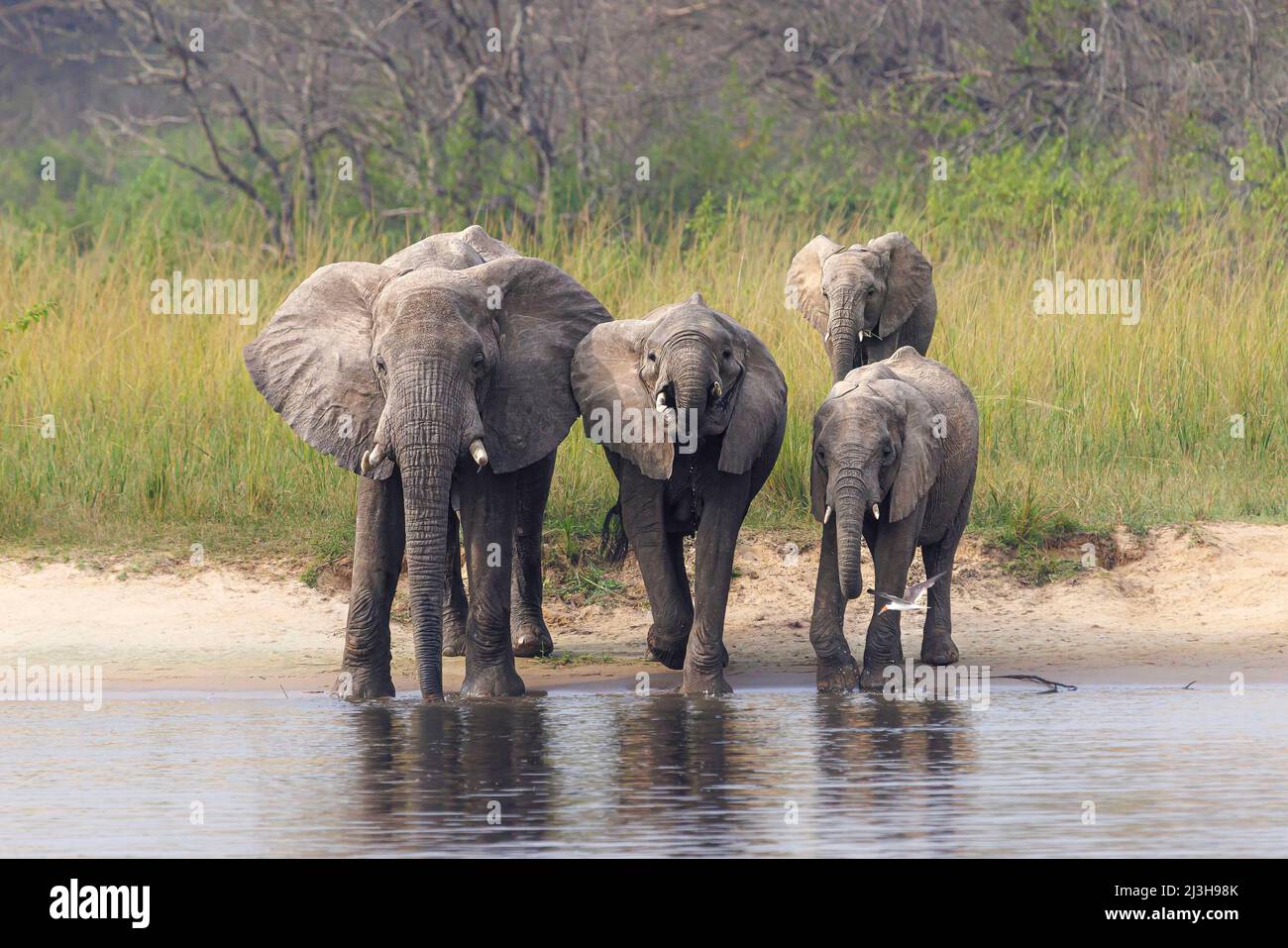 Uganda, Nwoya District, Pakwach, Murchison falls National Park ...