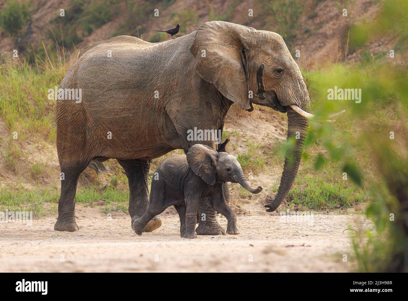 Uganda, Nwoya District, Pakwach, Murchison falls National Park ...