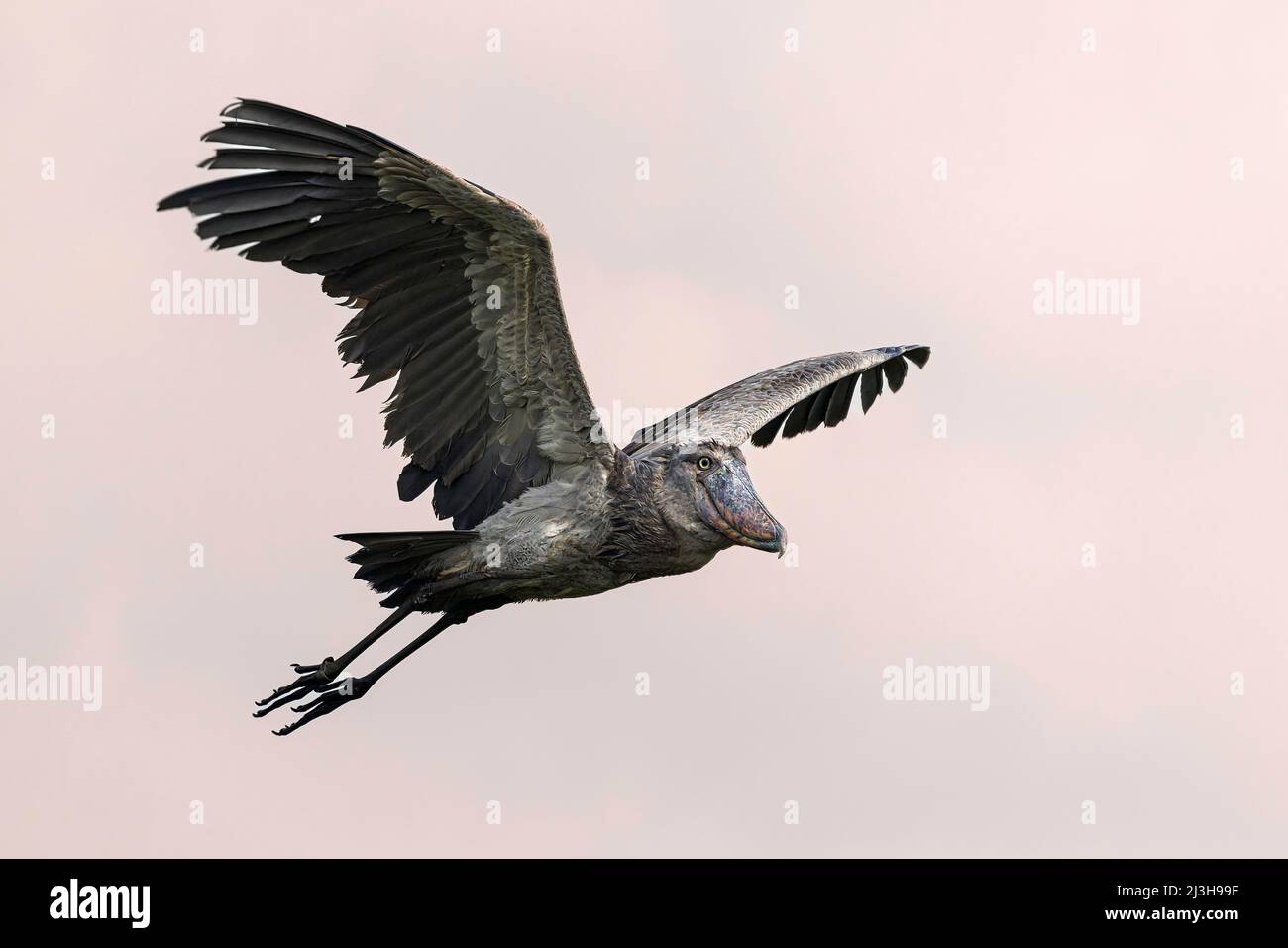 Uganda, Wakiso District, Mabamba swamp, flying Shoebill Stock Photo - Alamy