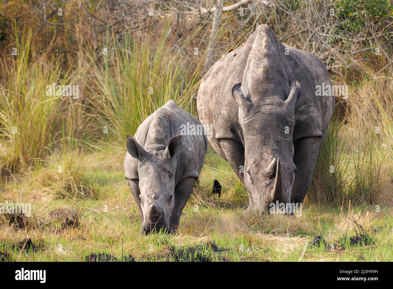 Uganda, Nakasongola District, Ziwa rhino sanctuary, White rhinoceros ...