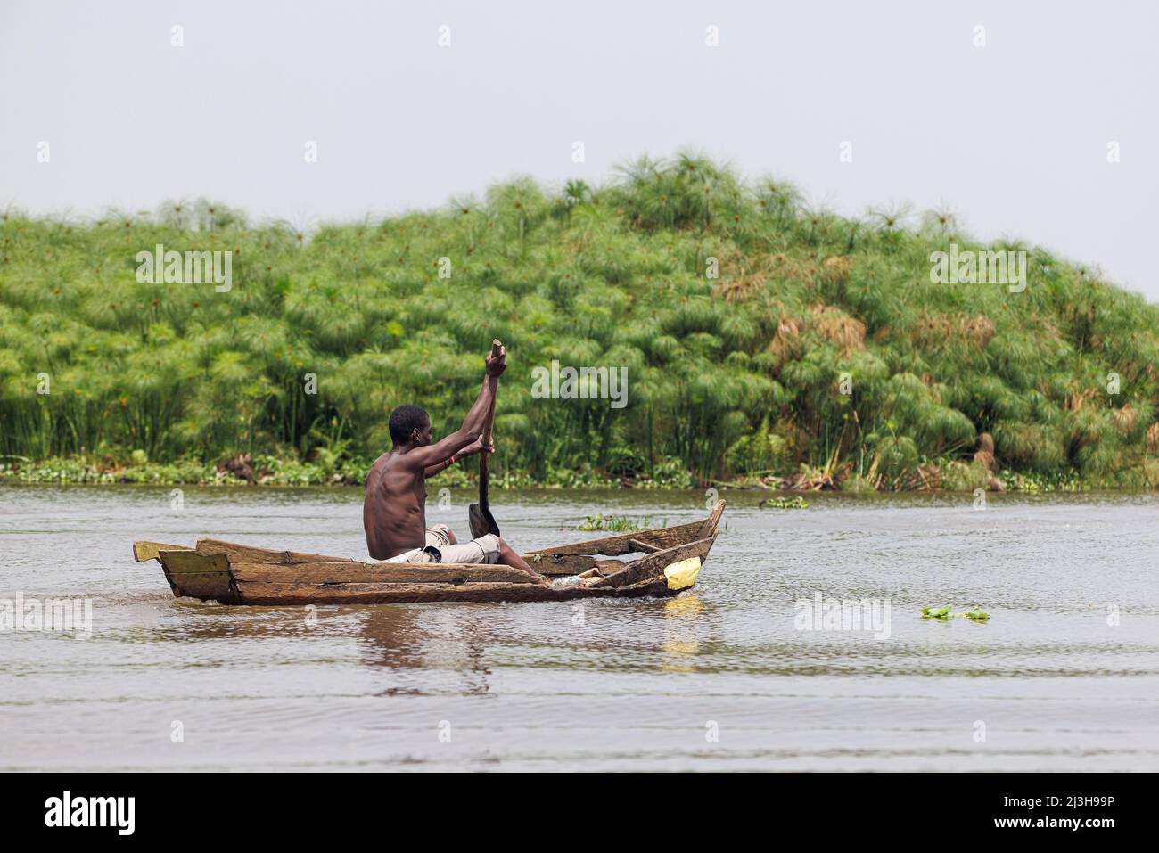 Uganda, Wakiso District, Mabamba swamp, man in a canoe before papyrus ...