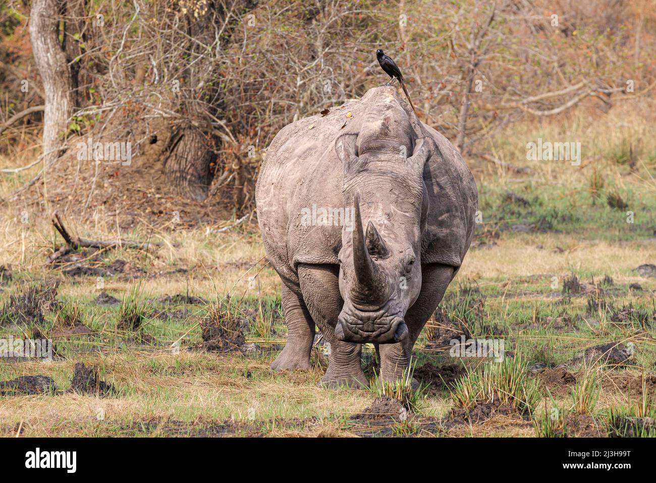 Uganda, Nakasongola District, Ziwa rhino sanctuary, White rhinoceros ...