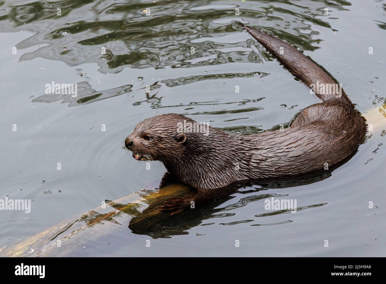 Uganda, Kampala District, Entebbe, Entebbe zoo, spotted necked otter ...