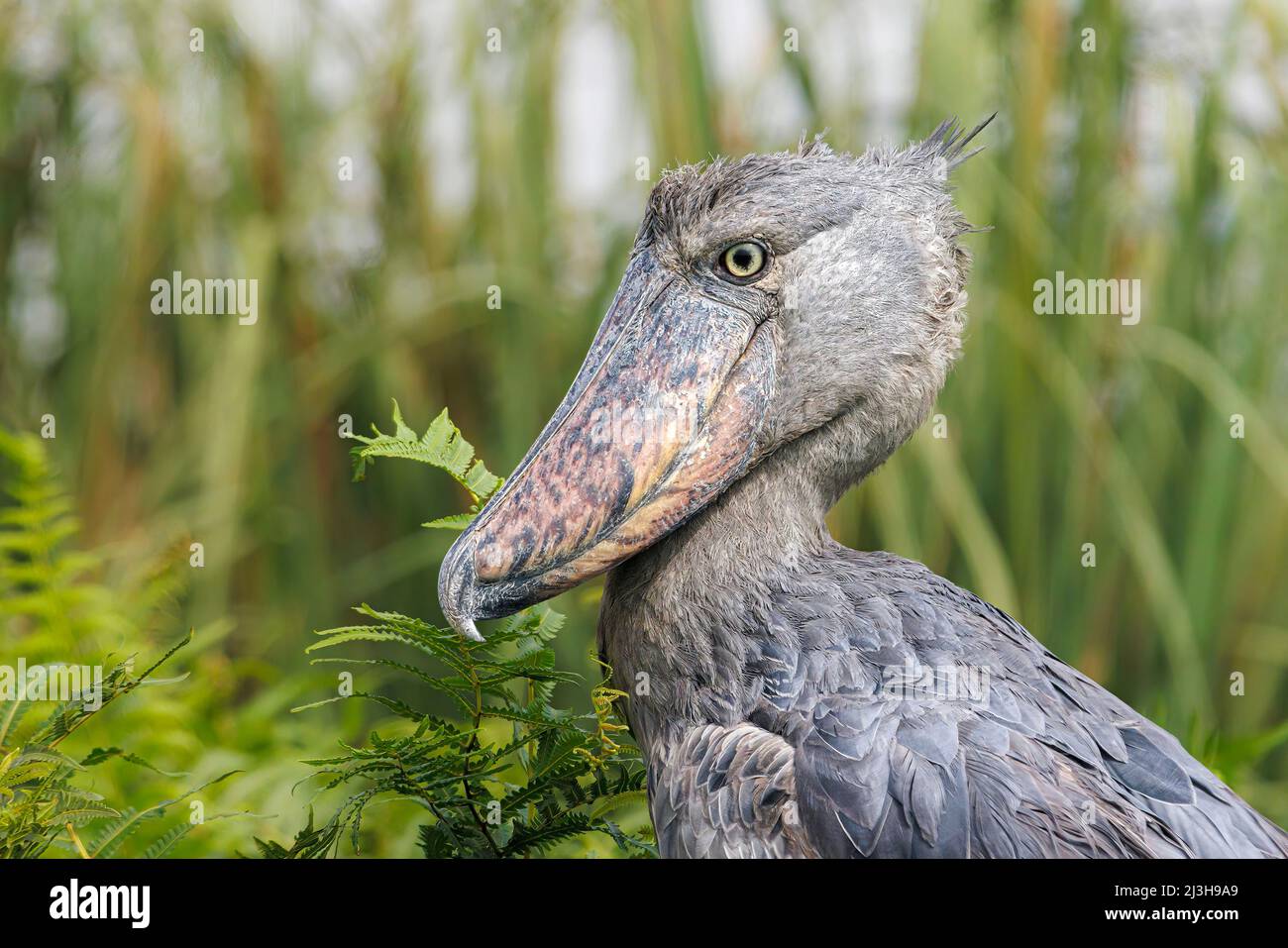 Uganda, Wakiso District, Mabamba swamp, Shoebill Stock Photo - Alamy