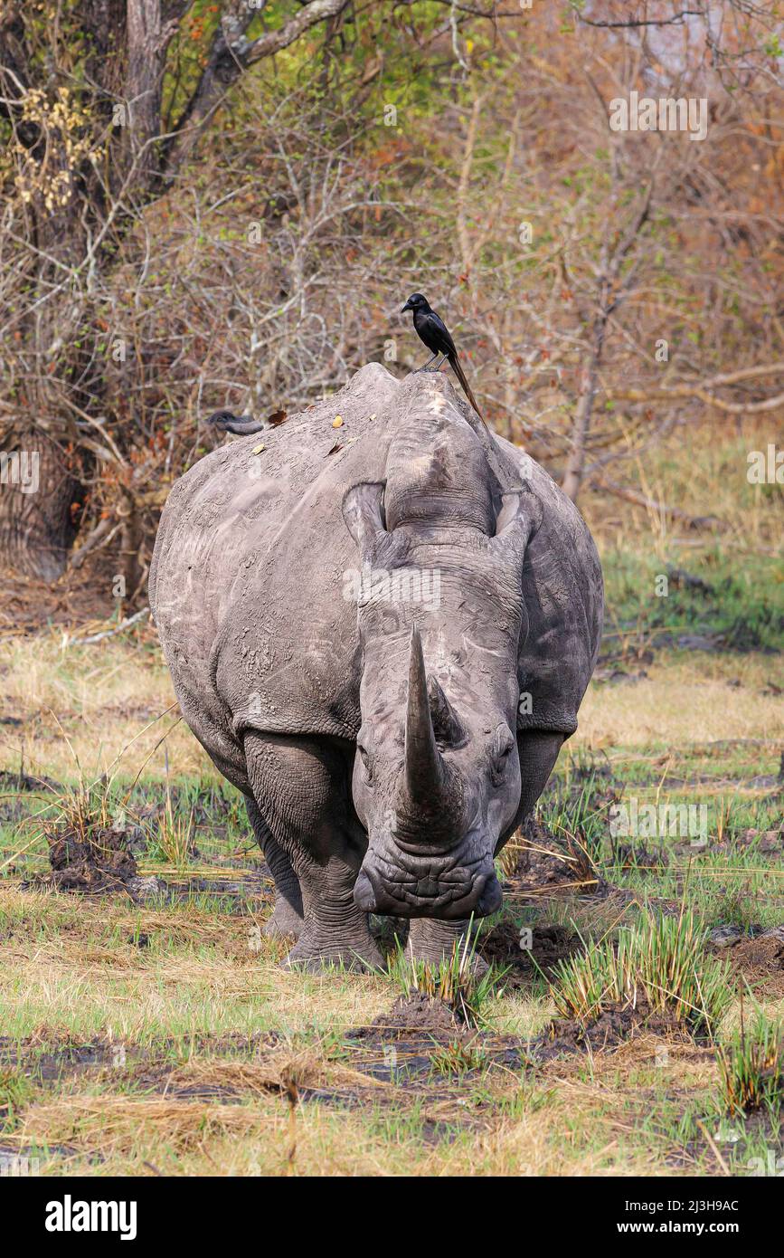 Uganda, Nakasongola District, Ziwa rhino sanctuary, White rhinoceros ...