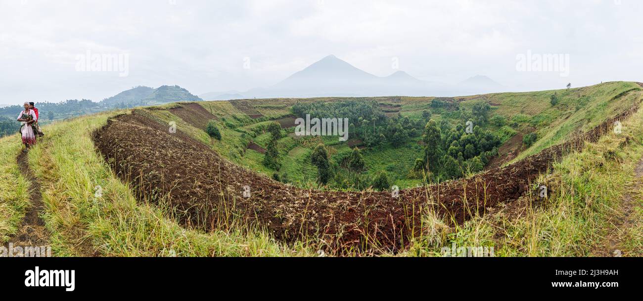 Uganda, Kisoro district, Kisoro, cultivated fields on Sagitwe volcano ...