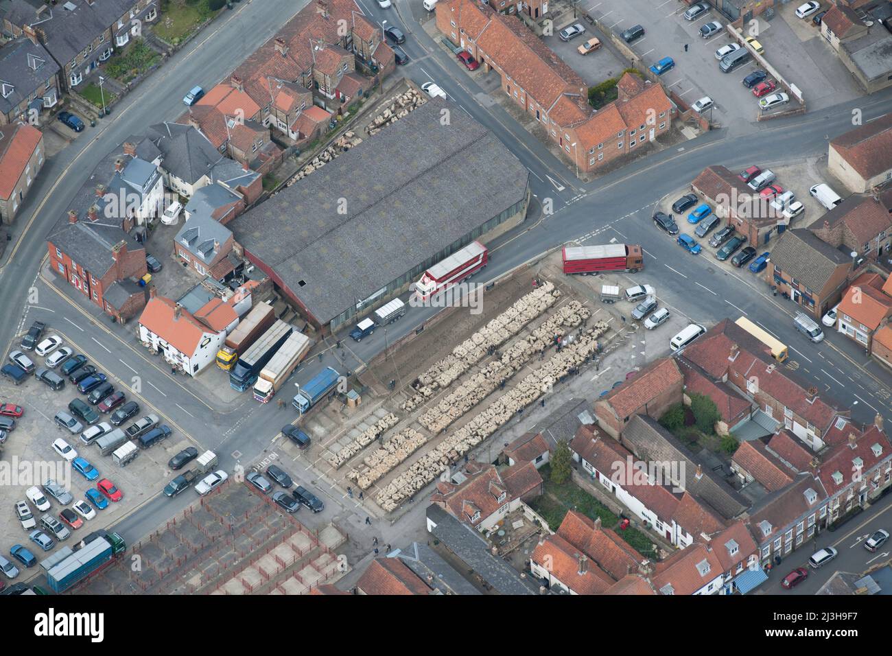 Sheep auction at Malton Livestock Market, North Yorkshire, 2016 Stock ...