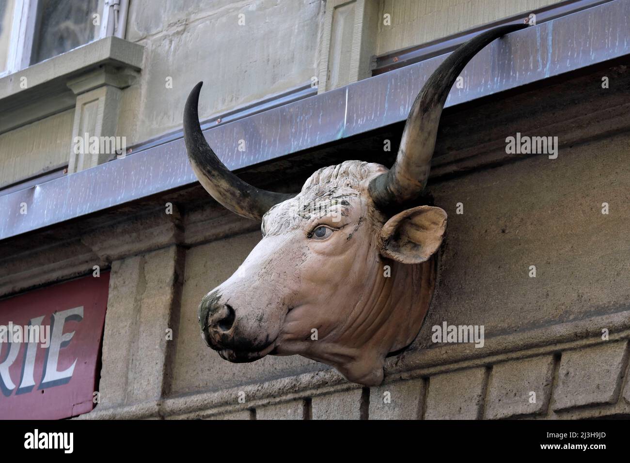 Ox head hi-res stock photography and images - Alamy