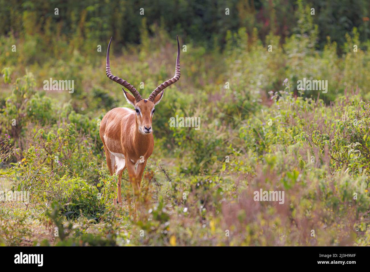 Uganda, Mbarara district, Mburo, Mburo lake national park, impala Stock ...