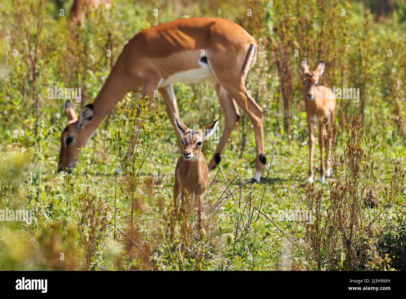 Uganda, Mbarara district, Mburo, Mburo lake national park, impala Stock ...