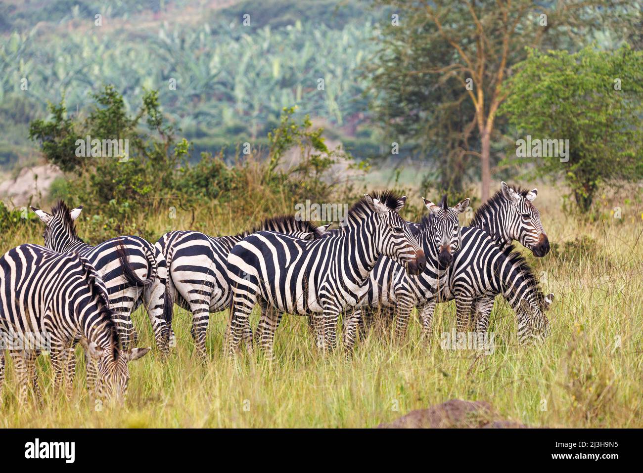 Uganda, Mbarara district, Mburo, Mburo lake national park, Burchell ...