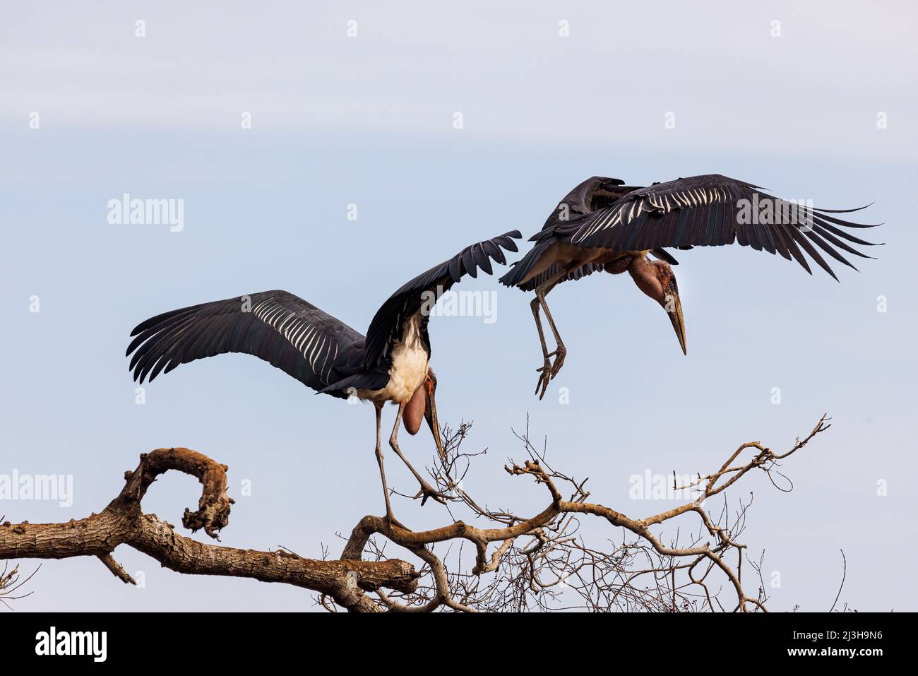 Marabou stork bird uganda africa hi-res stock photography and images ...
