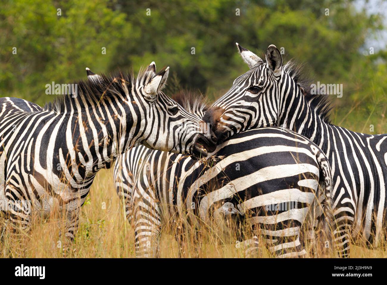 Uganda, Mbarara district, Mburo, Mburo lake national park, Burchell ...
