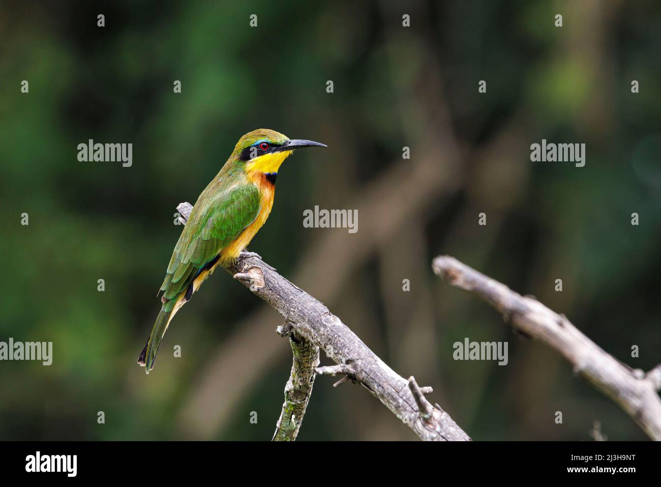 Uganda, Mbarara district, Mburo, Mburo lake national park, Little Bee ...