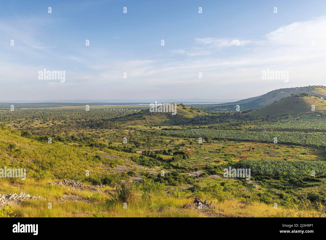 Uganda, Mbarara district, Mburo, Mburo lake national park Stock Photo ...