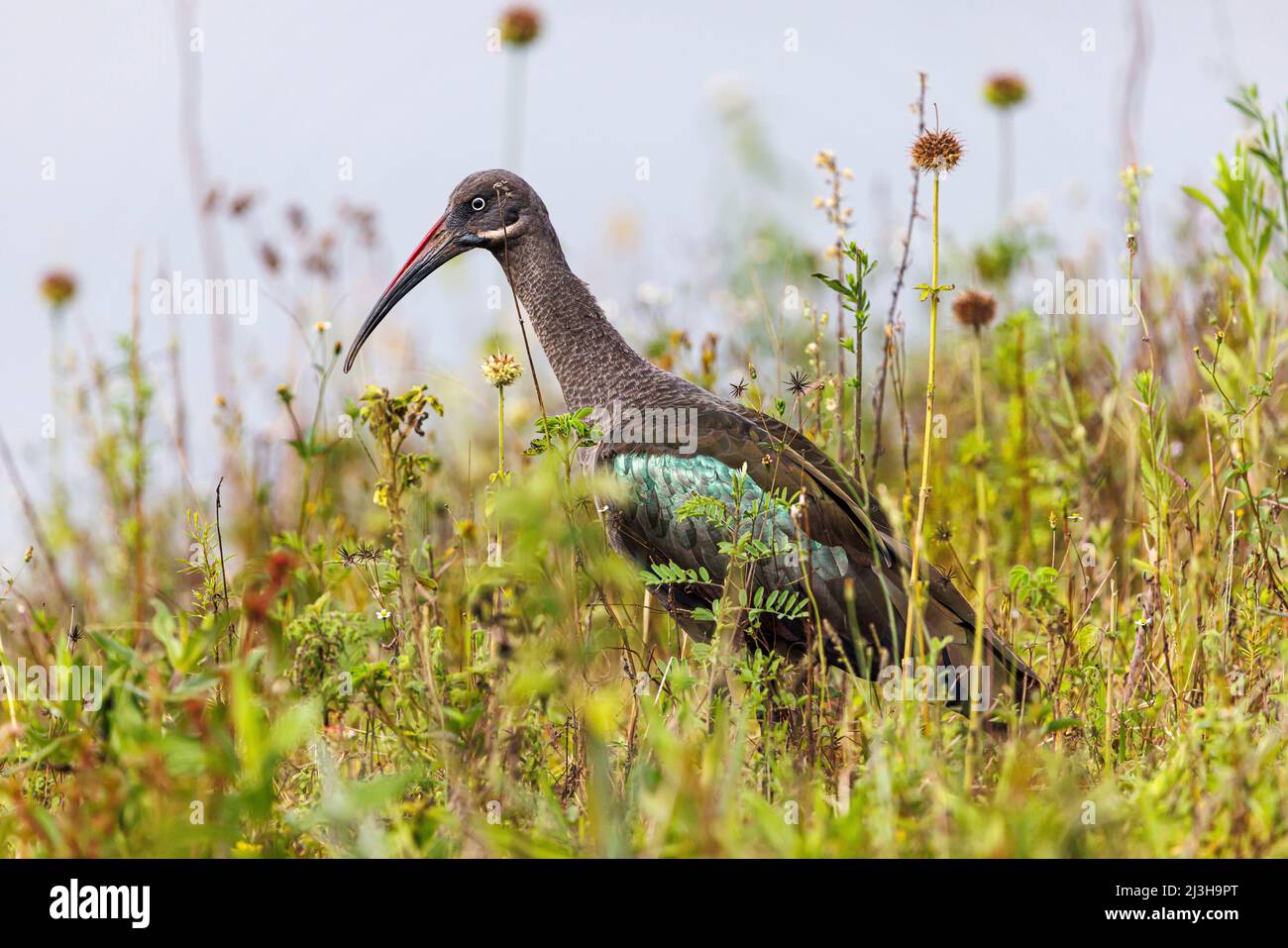 Uganda, Kabale district, Bunyonyi lake, Itambira island, Hadada ibis ...