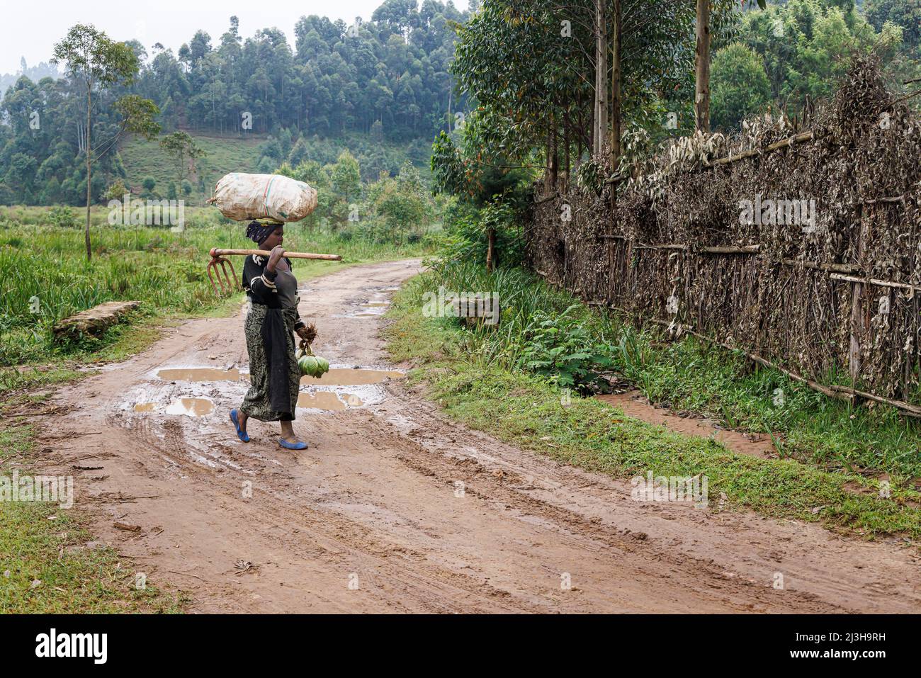Uganda, Kisoro district, Kisoro, a woman coming back from thr field ...