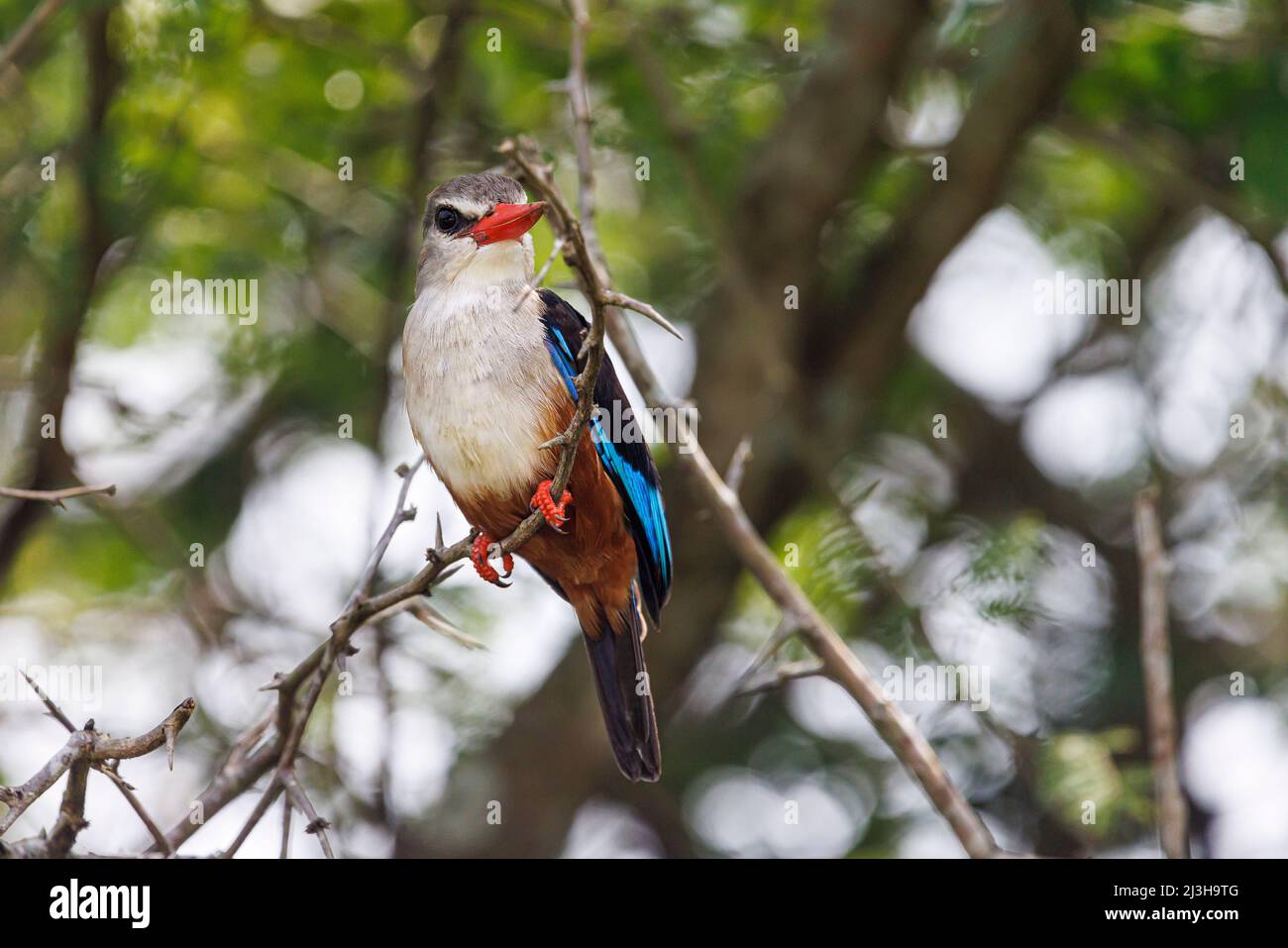 Uganda, Rubirizi district, Katunguru, Queen Elizabeth National Park ...