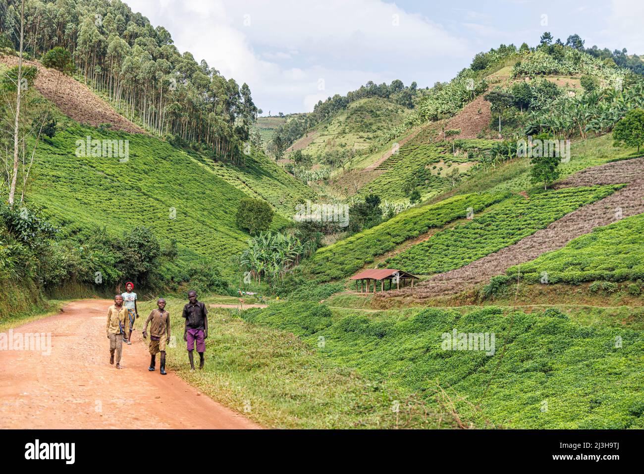Uganda, Kanungu district, Ruhija, hills covered with tea plantations ...