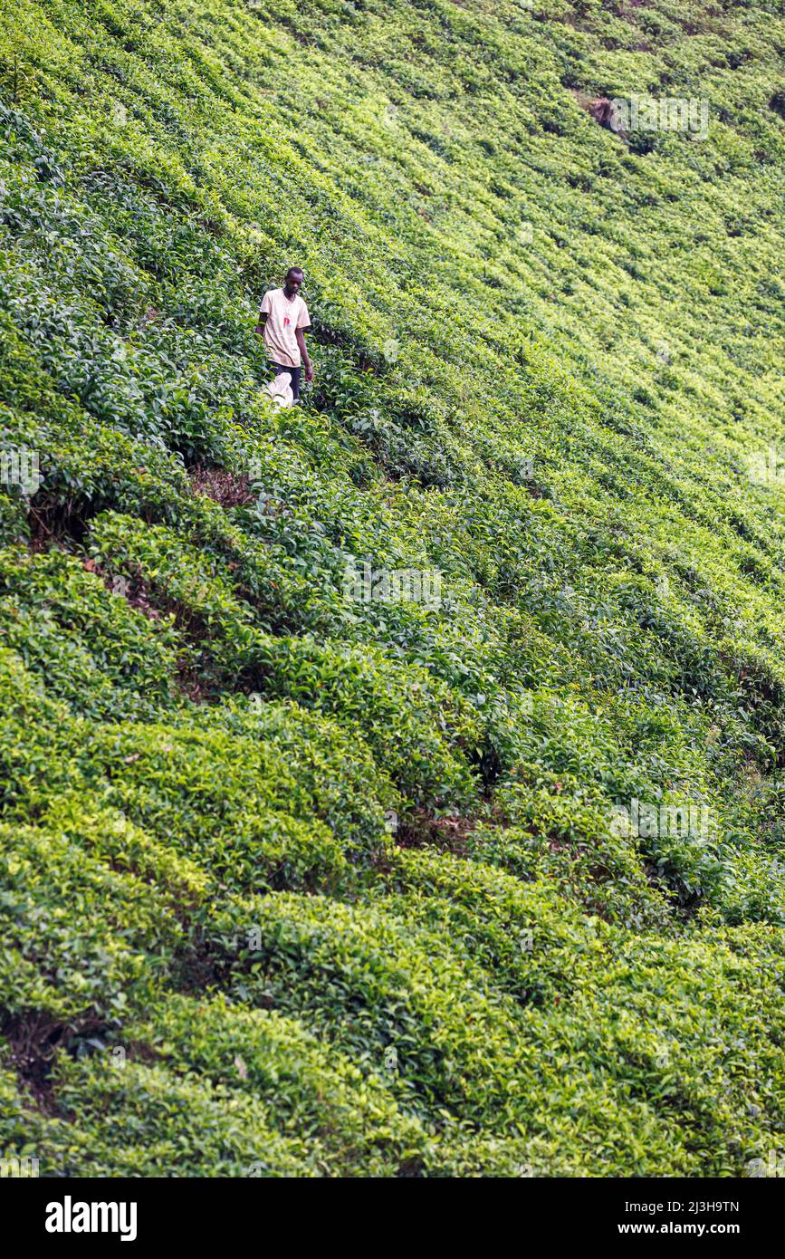 Uganda, Kanungu district, Ruhija, a man in a tea plantation Stock Photo ...