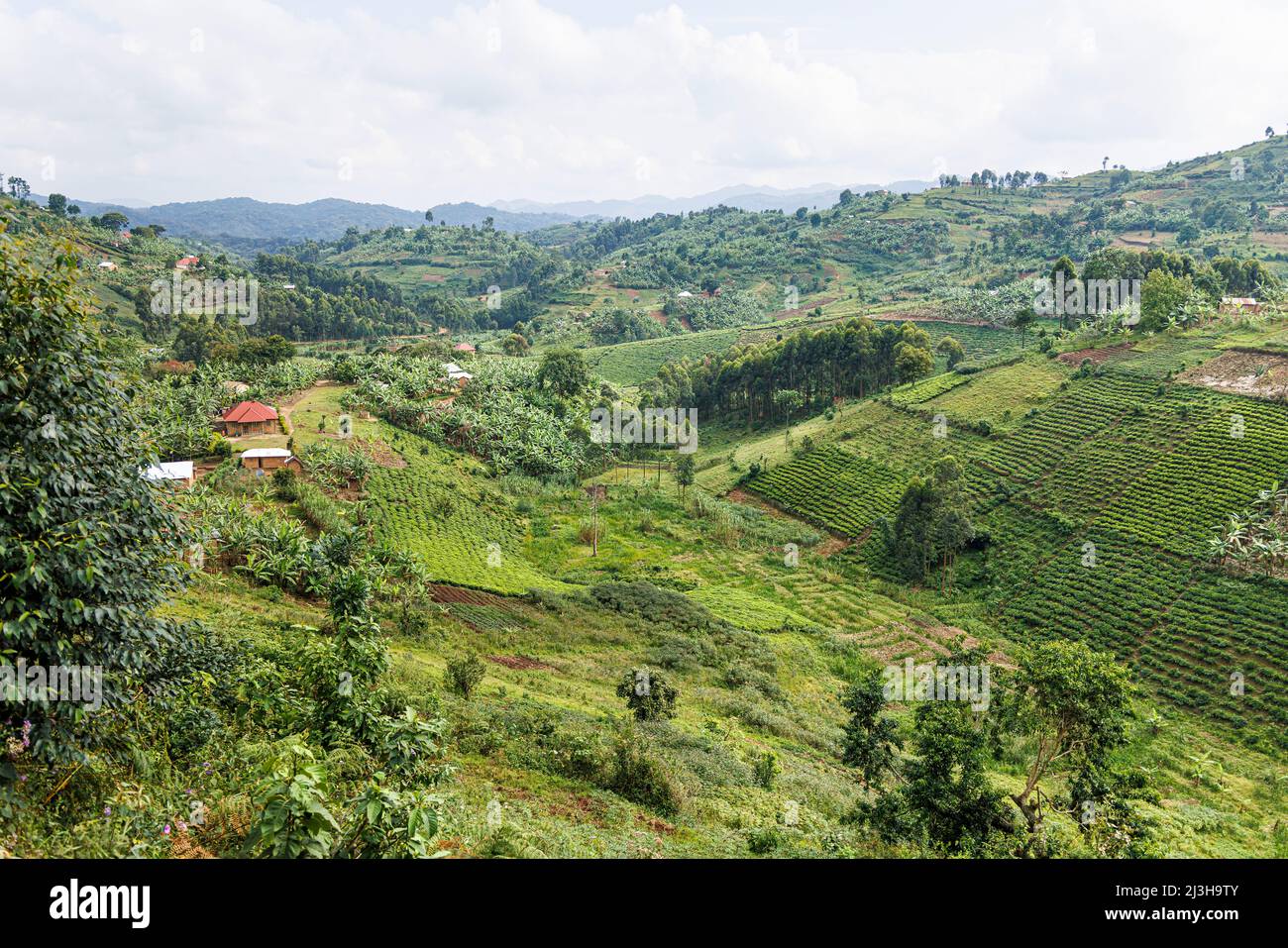 Uganda, Kanungu district, Ruhija, hills covered with tea plantations ...