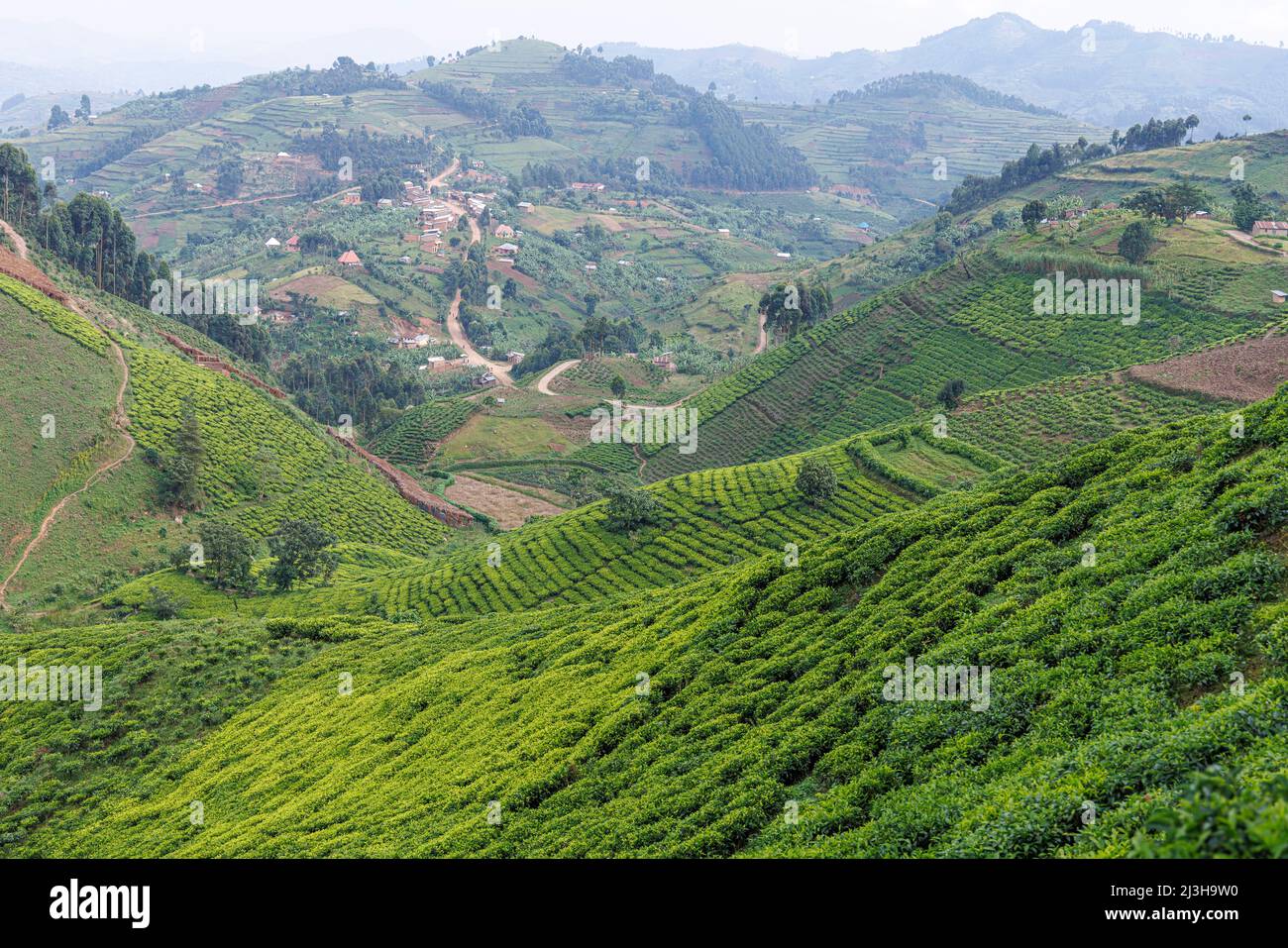 Uganda, Kanungu district, Ruhija, hills covered with tea plantations ...