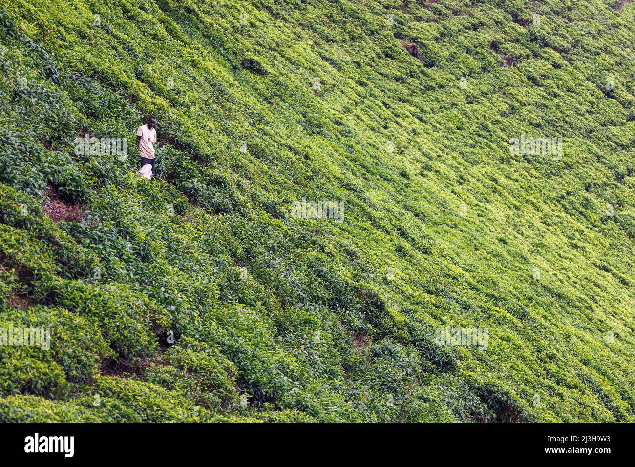 Uganda, Kanungu district, Ruhija, a man in a tea plantation Stock Photo ...