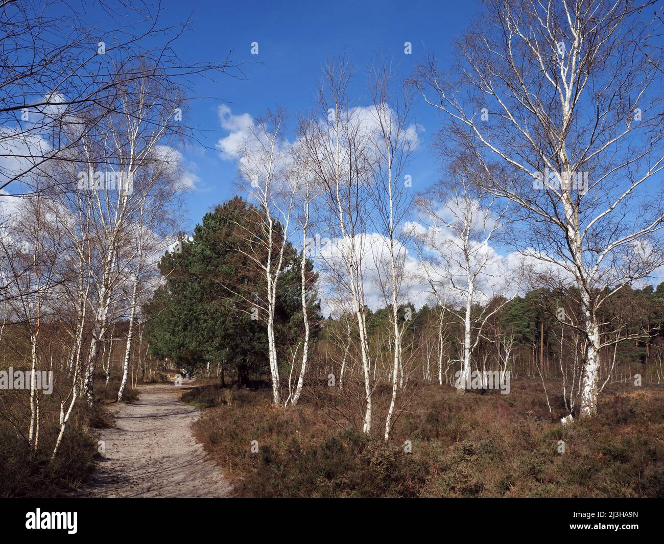 Trees at Wisley and Ockham Common, Chatley Heath, Surrey, UK Stock ...