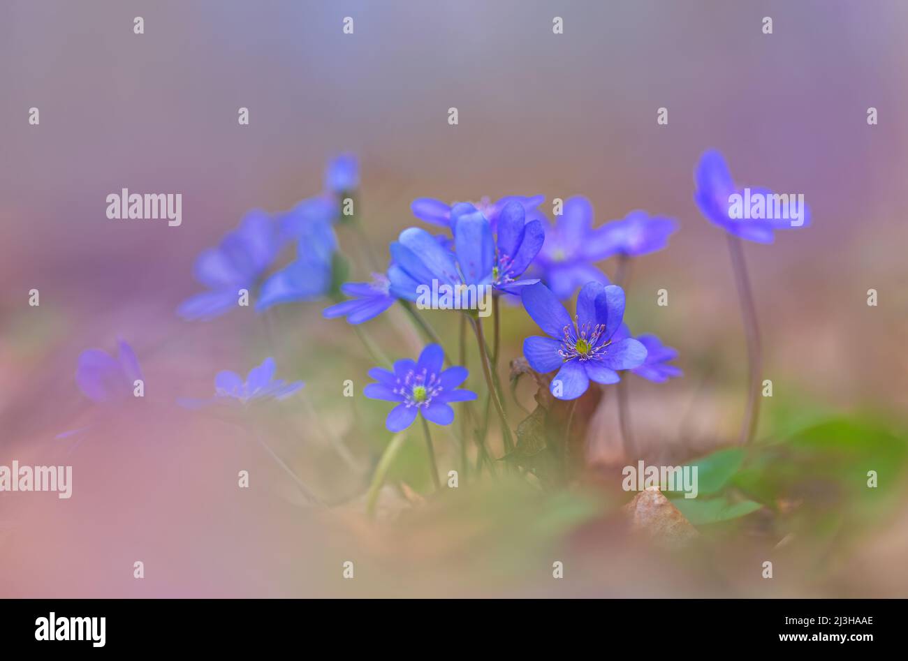 Liverwort Hepatica nobilis flowers on a forest floor on sunny afternoon ...