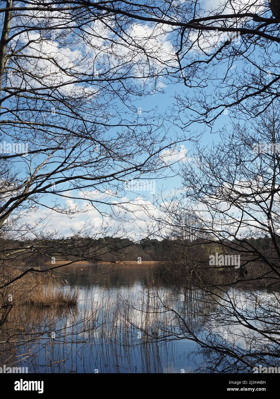 Boldermere Lake at Wisley and Ockham Common, Chatley Heath, Surrey, UK ...