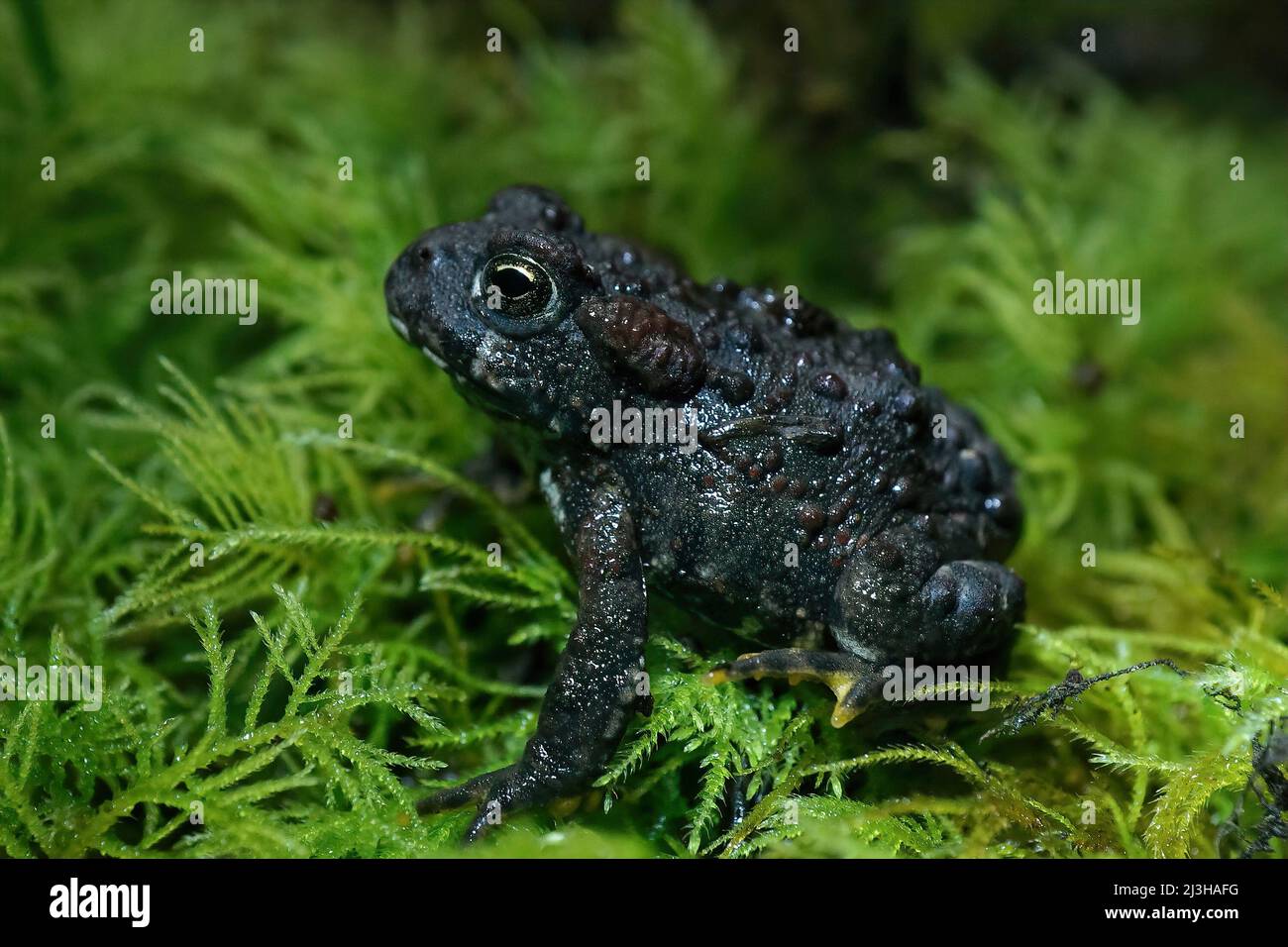 Closeup on a juvenile dark colored Western toad , Anaxyrus boreas ...