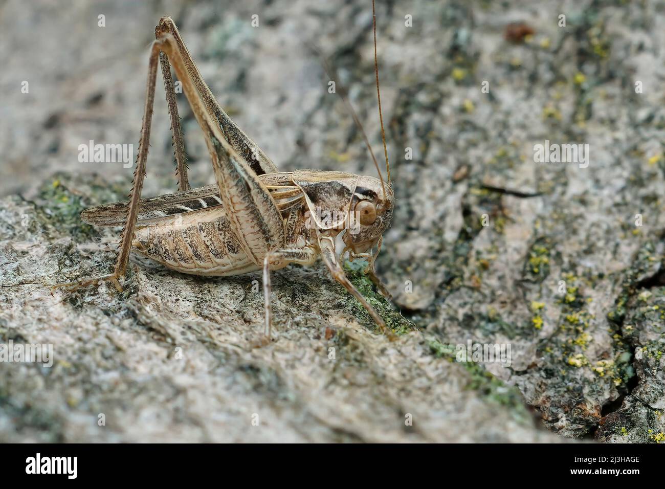 Detailed closeup on a the brown-spotted bush-cricket , Platycleis ...