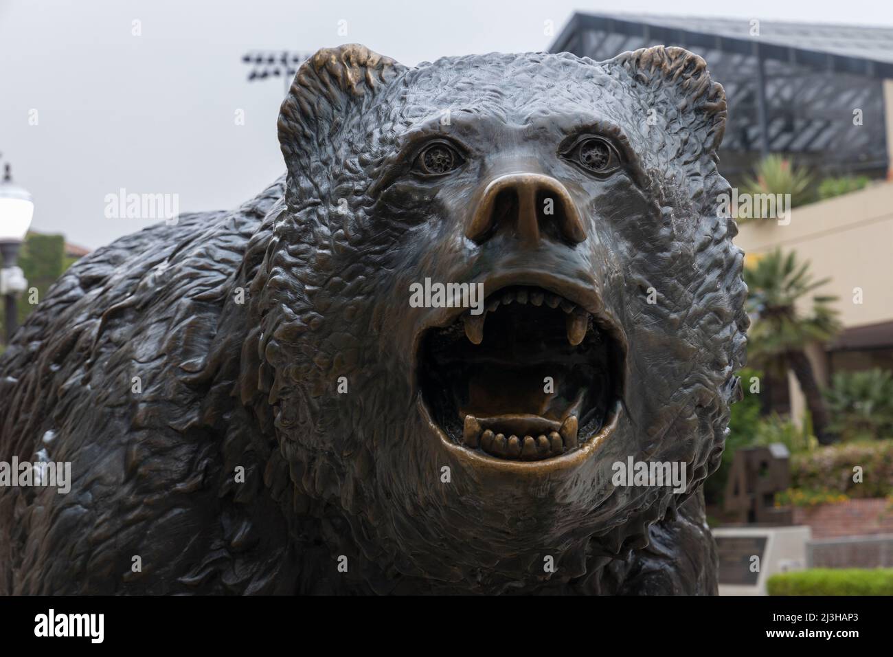 Ucla mascot hi-res stock photography and images - Alamy