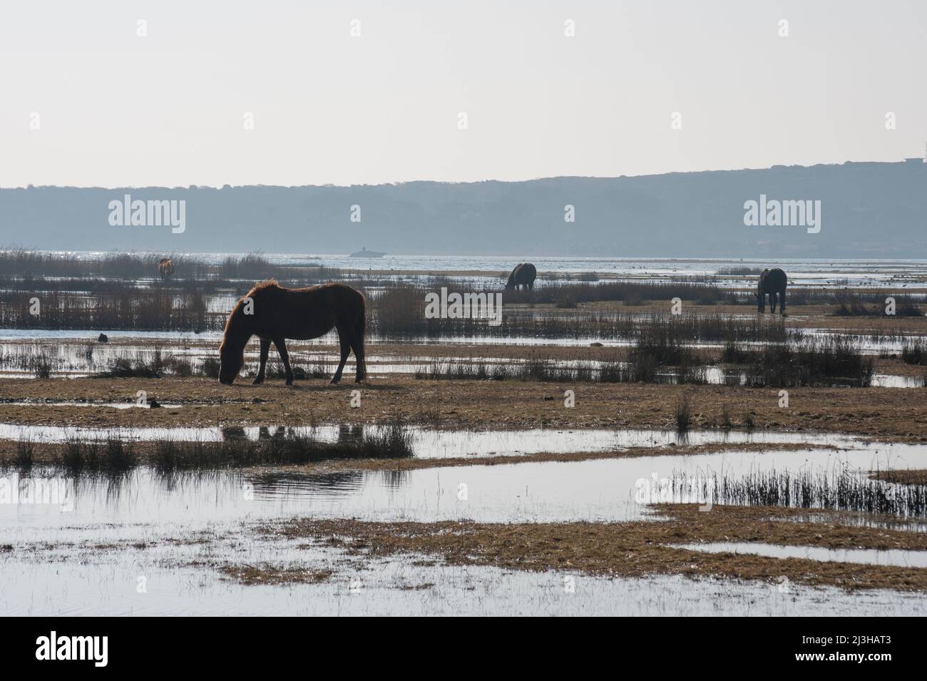 Horses on Stanpit Marsh coastal nature reserve, Christchurch, Dorset ...