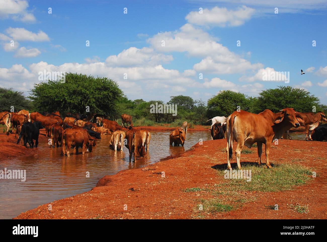 Ranching in South Africa. A herd of Afrikaner cattle cooling off in a ...