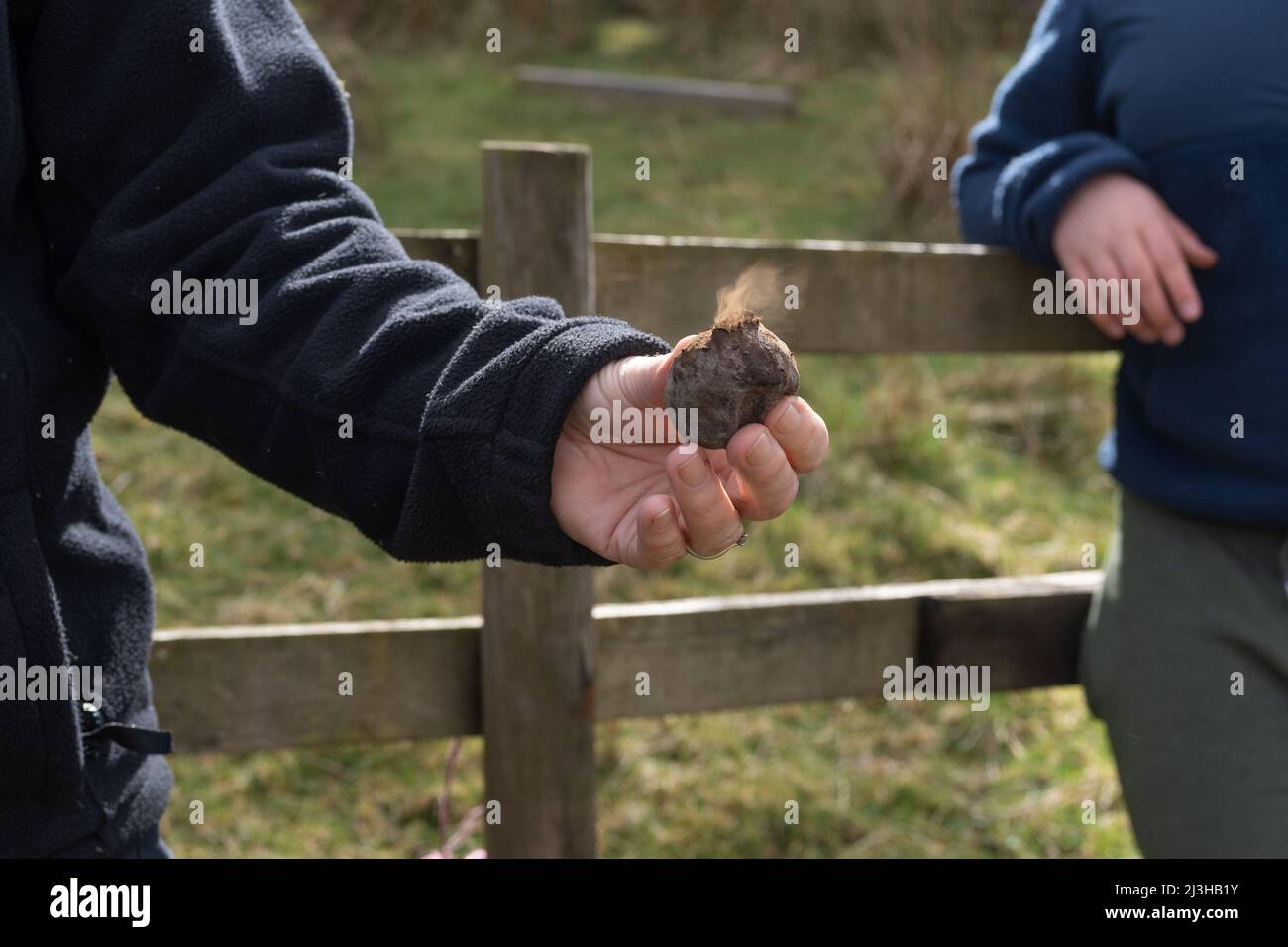 Person holding a dried puffball fungi, with spores blowing out Stock ...