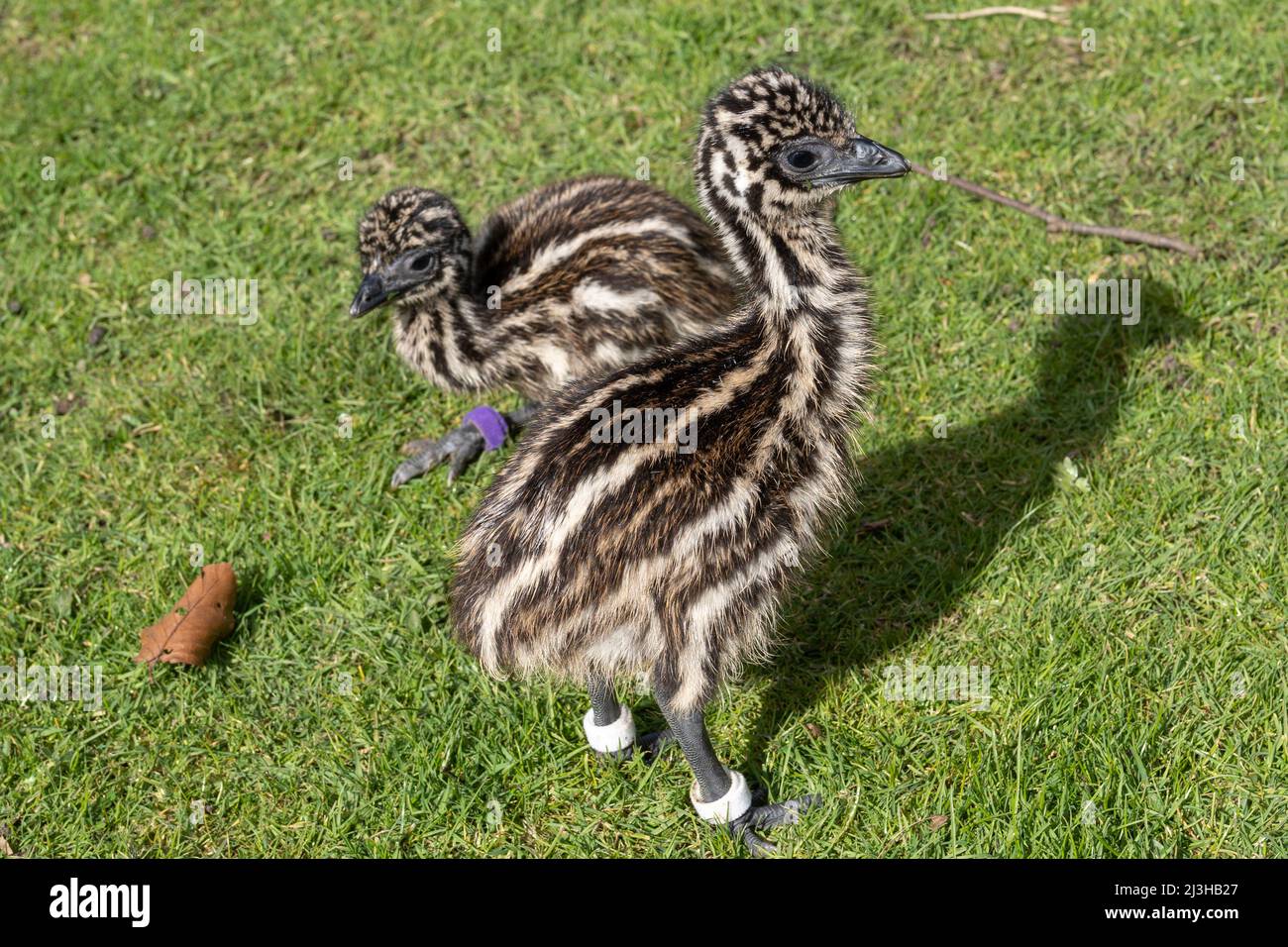 Three day old incubator hatched emu chicks have first experience of ...