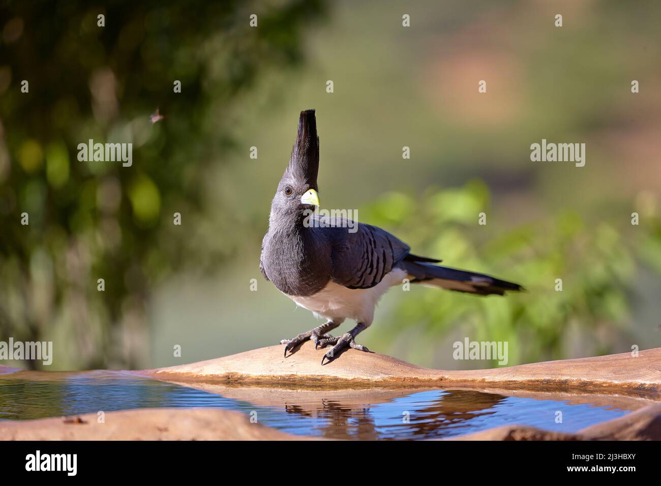 White bellied Go-away Turaco bird in Northern Kenya Stock Photo - Alamy