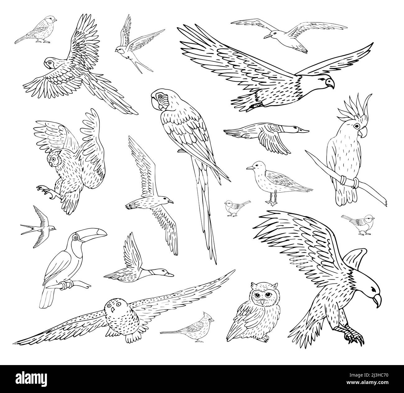 Vector set bundle of different hand drawn doodle sketch wild birds ...