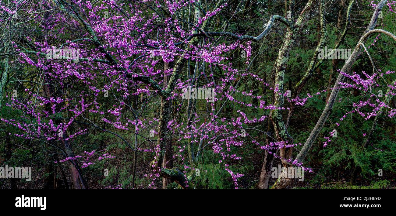 Eastern redbud tree (Cercis canadensis) blooming in spring in central ...