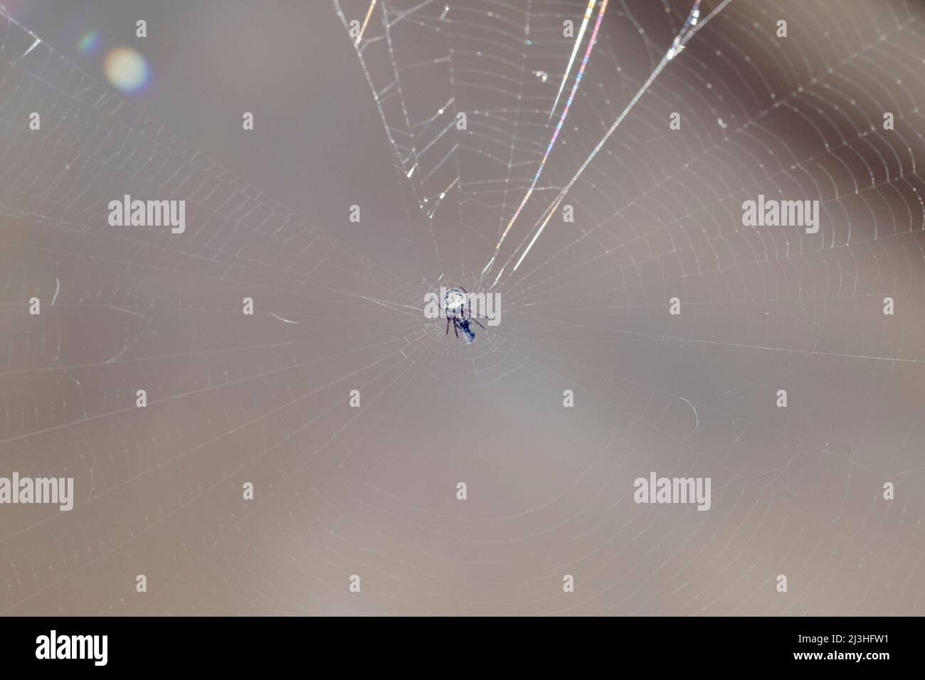 Cobweb trap hi-res stock photography and images - Alamy