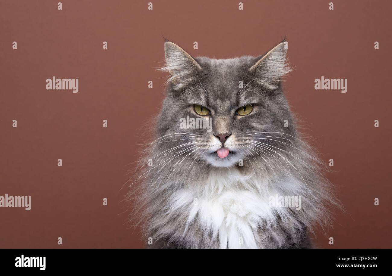 angry gray white maine coon cat sticking out tongue looking at camera ...
