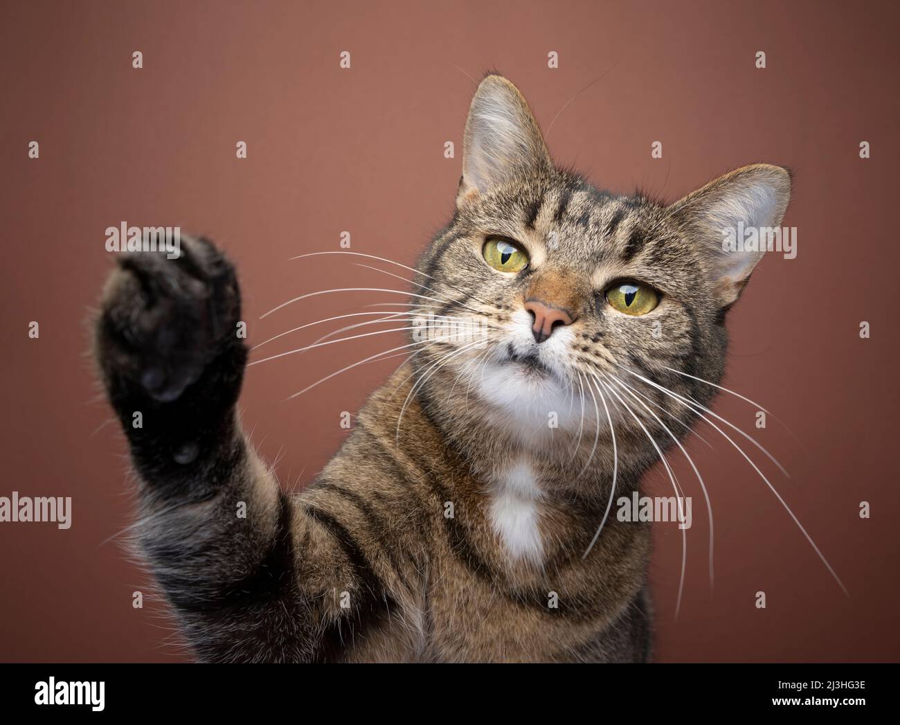 playful tabby shorthair cat raising paw reaching at camera on brown ...