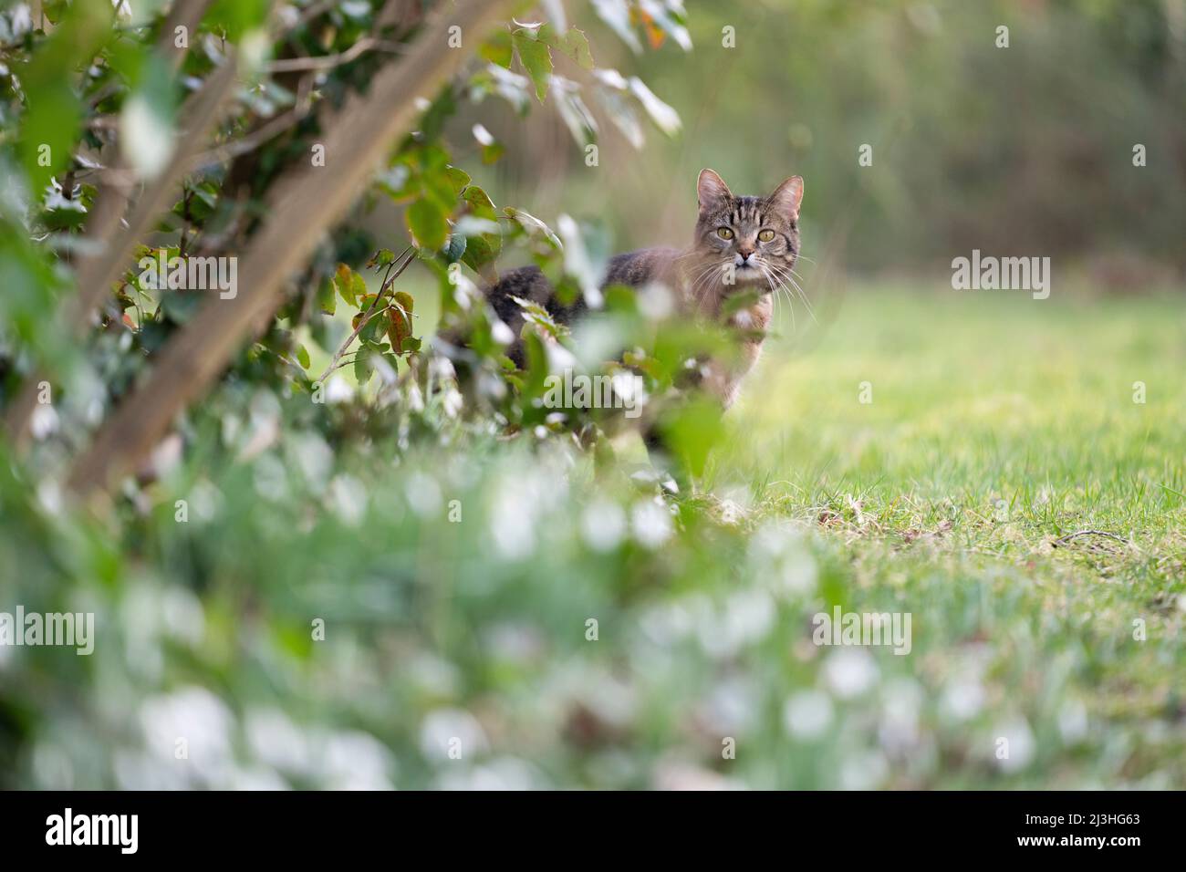 shy cat hiding behind bushes outdoors in nature looking at camera ...