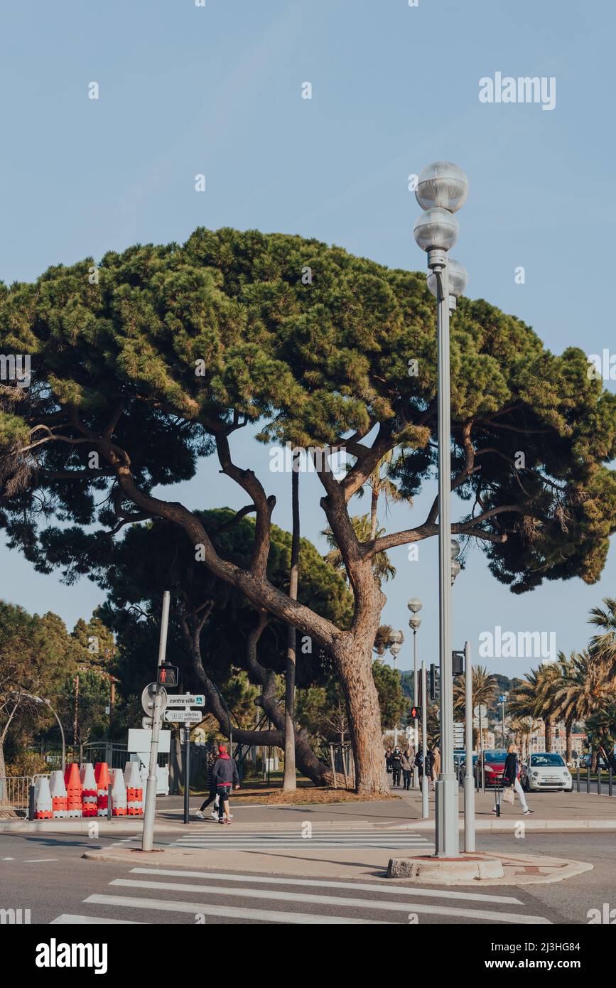 Nice, France - March 10, 2022: Large trees lining The Promenade des ...