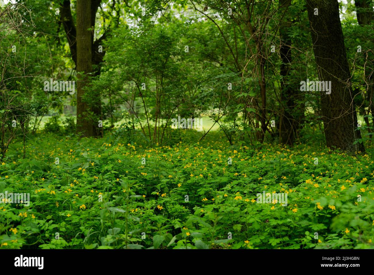 Deciduous forest in spring, forest floor completely overgrown with wild ...